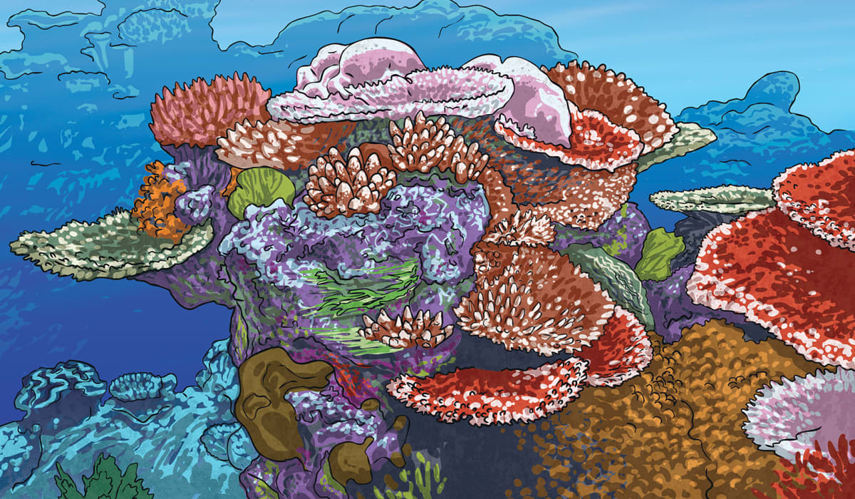 Huge Coral Tower Discovered - Twinkl NewsRoom - Twinkl