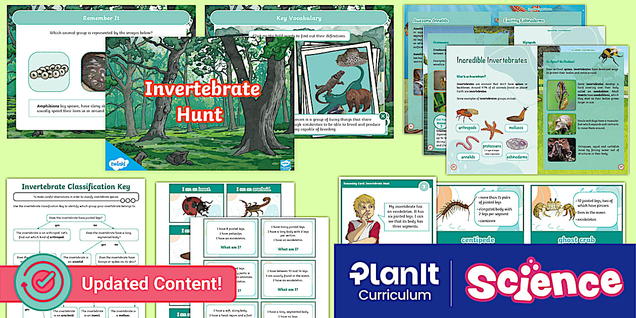 Y4 Living Things & Their Habitats Invertebrate Hunt Lesson Pack