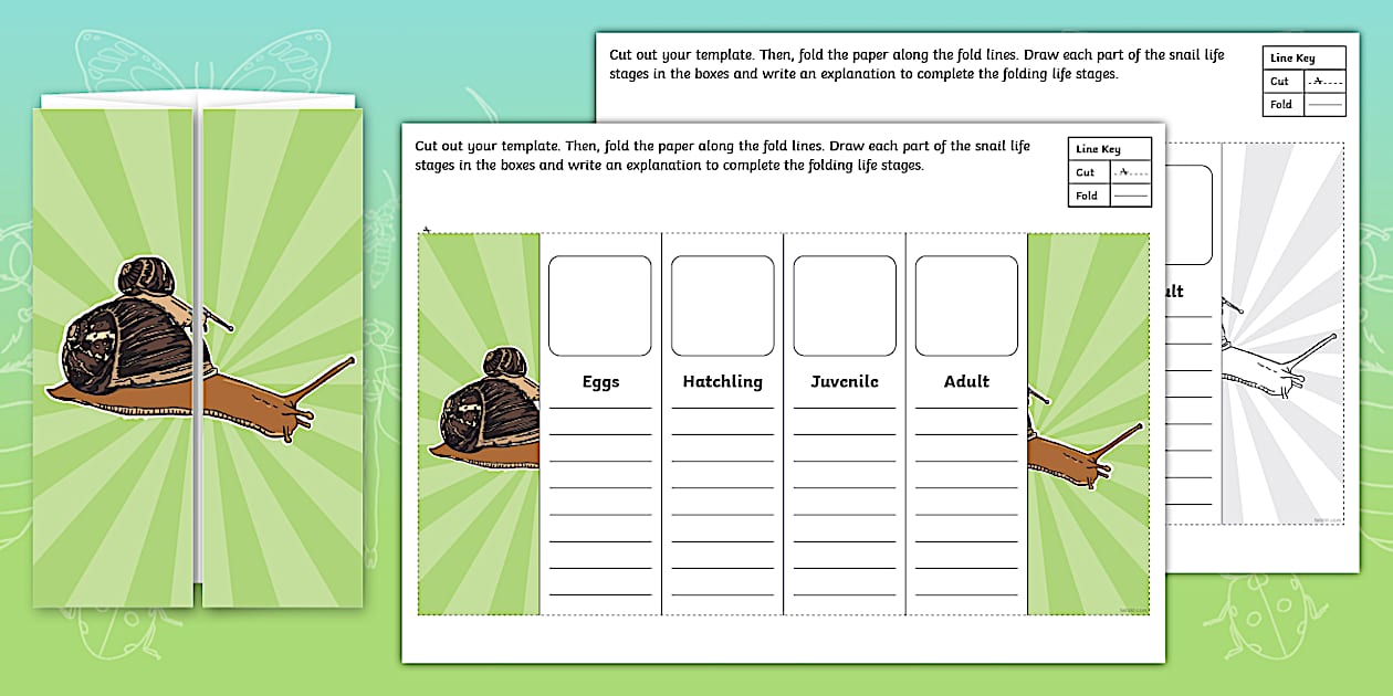 Snail Folding Life Stages Template (teacher made) - Twinkl