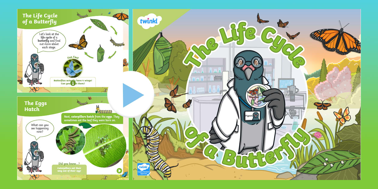 All About the Life Cycle of a Butterfly PowerPoint | Twinkl