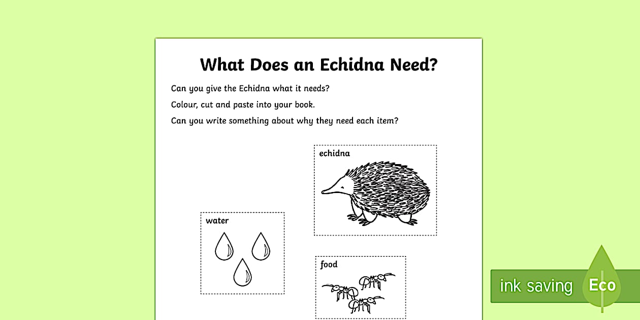 What Does An Echidna Need? Worksheet / Worksheet - Twinkl