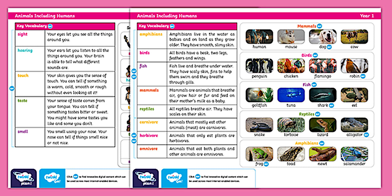 Interactive Science Knowledge Organiser: Animals Including Humans Year 1
