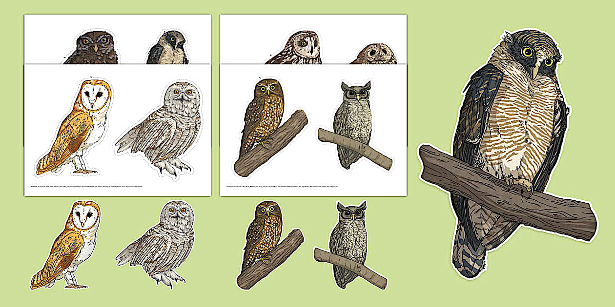 Types of Owl Cut-Outs