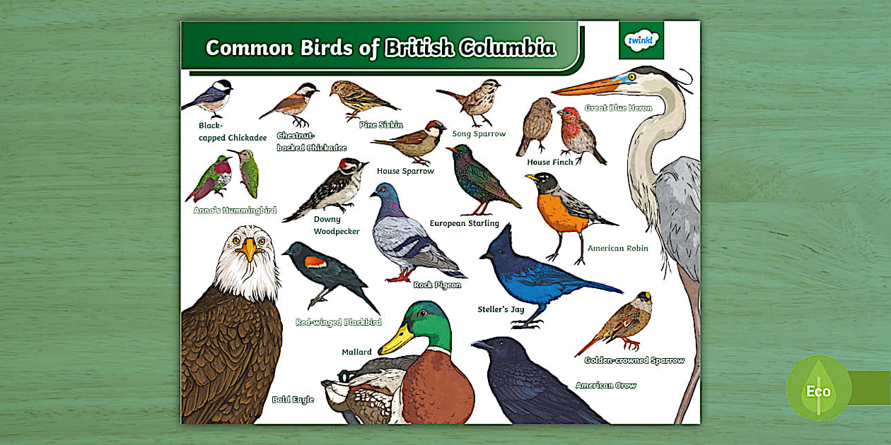 Common Birds of British Columbia Poster | Birds | Science