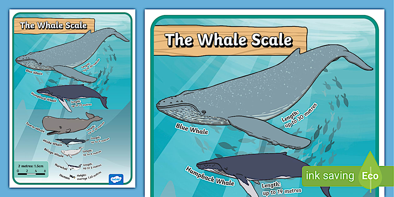 Whales Size Comparison Display Poster - Twinkl - KS1