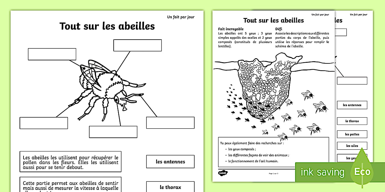 Anatomie des insectes PDF à imprimer | Twinkl