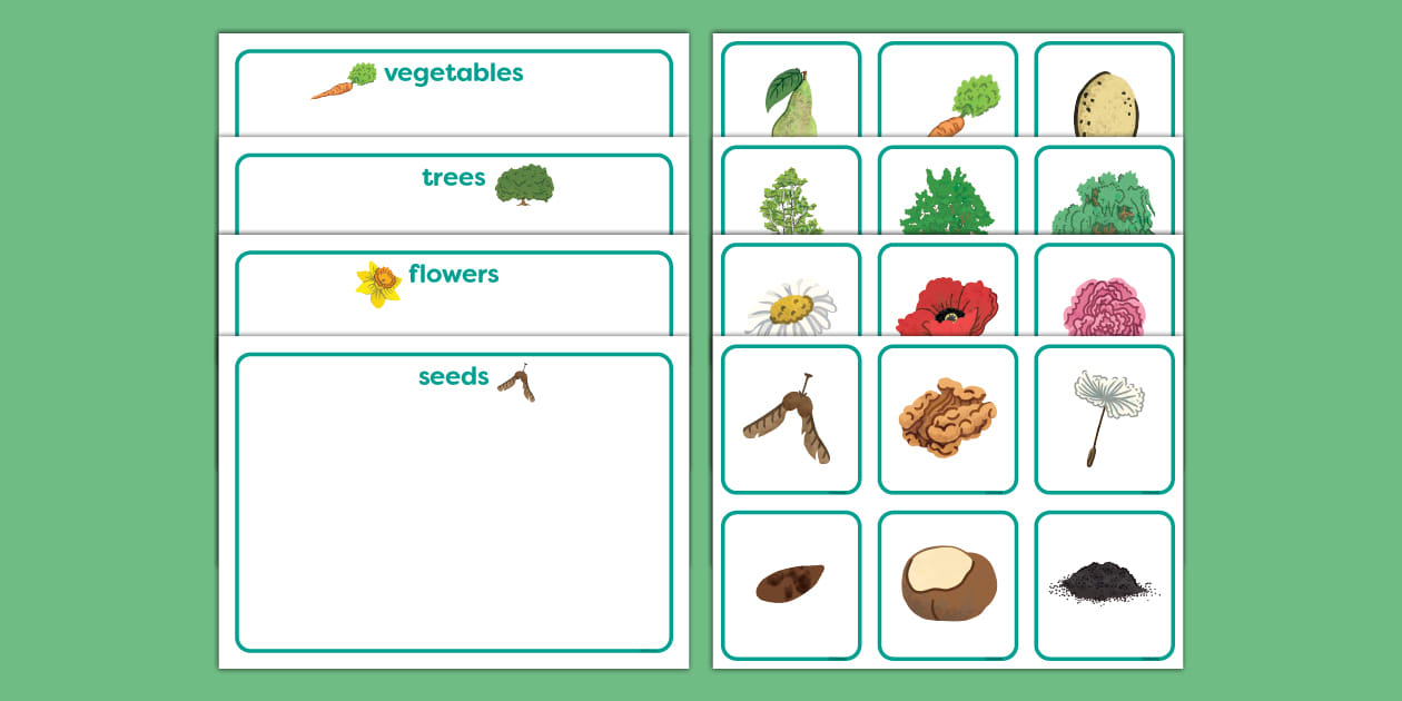 Plants and Growing Sorting Activity (teacher made) - Twinkl