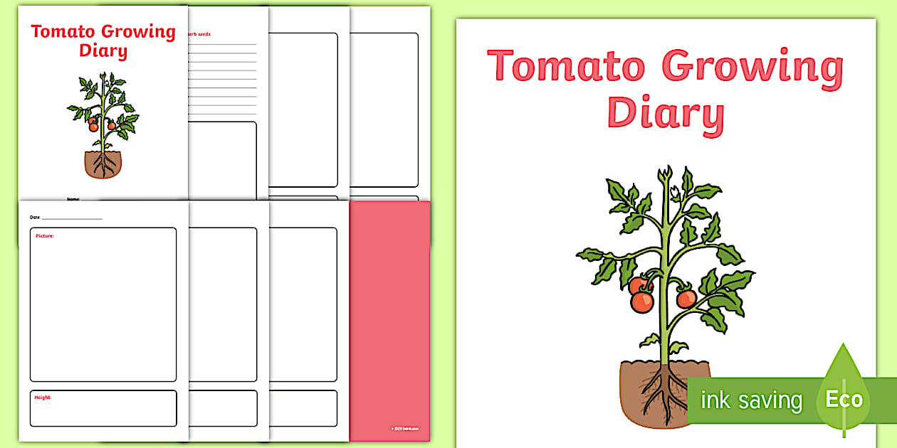 Tomato Growing Diary Writing Frames (teacher made) - Twinkl
