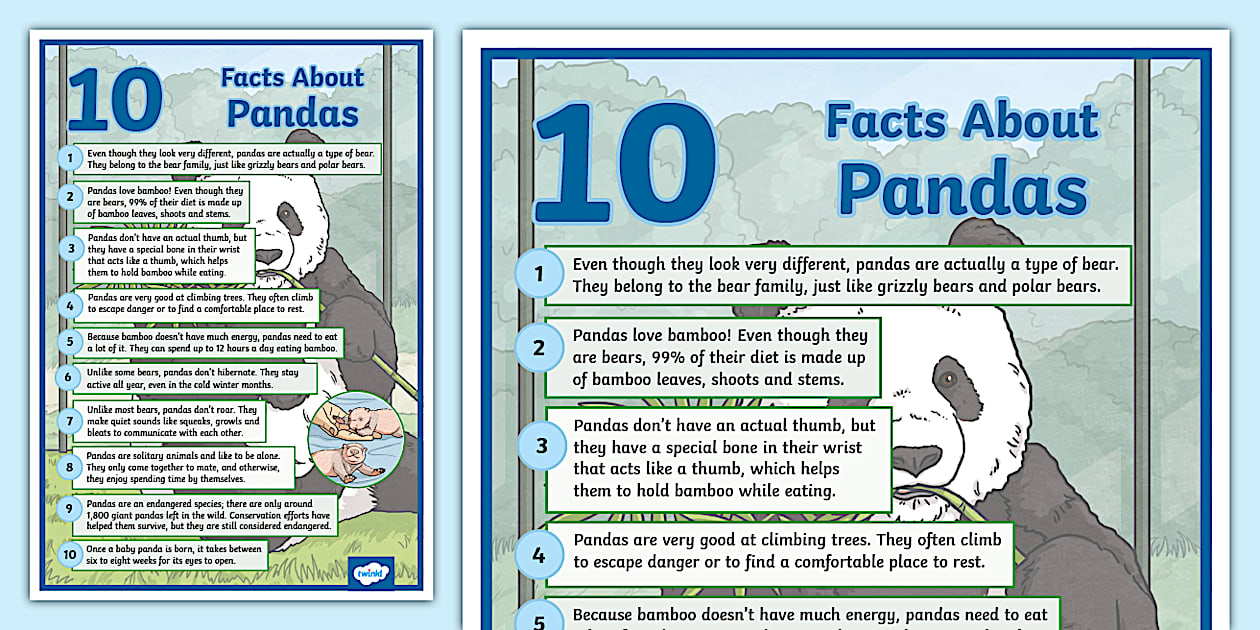 10 Facts About Pandas Display Poster (l'enseignant a fait)