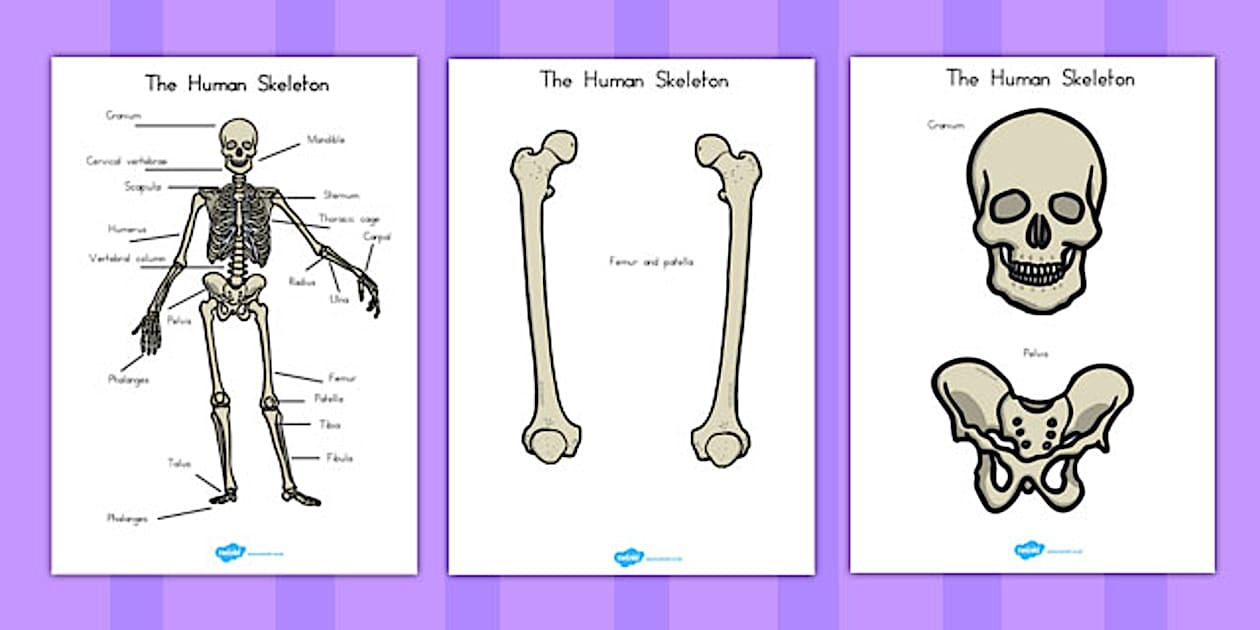 Human Skeleton Cut Outs Scientific Names (teacher made)