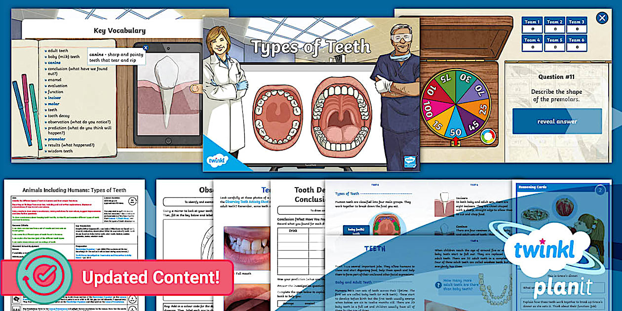 Science Animals Including Humans: Types of Teeth Y4 Lesson 2