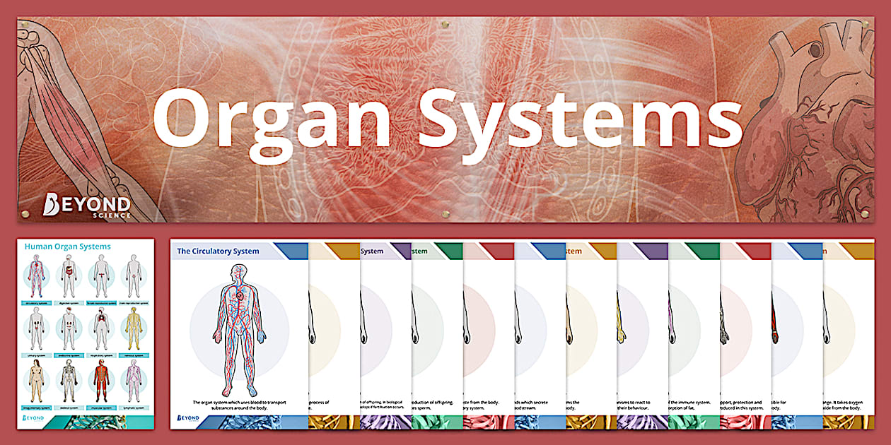 Organ Systems Poster Bundle (teacher made) - Twinkl
