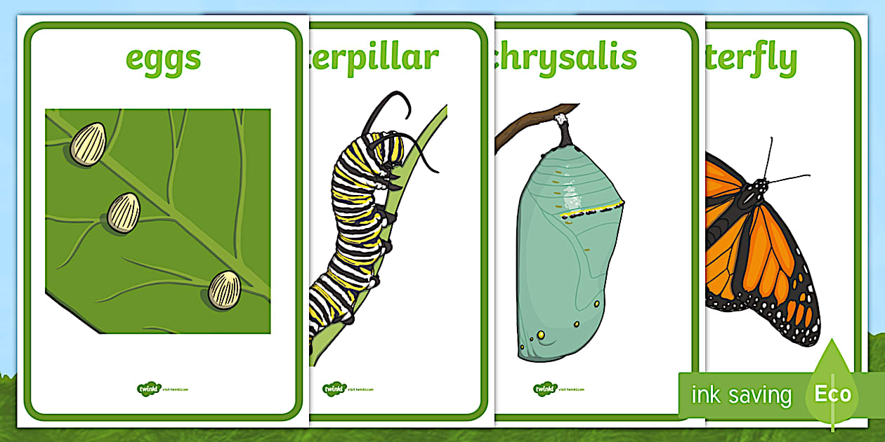 Editable Life Cycle of a Butterfly Display Posters - Twinkl