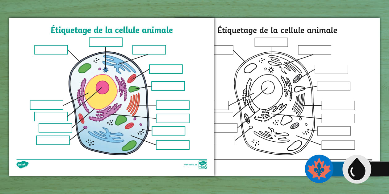 Animal Cell Labeling Worksheet French