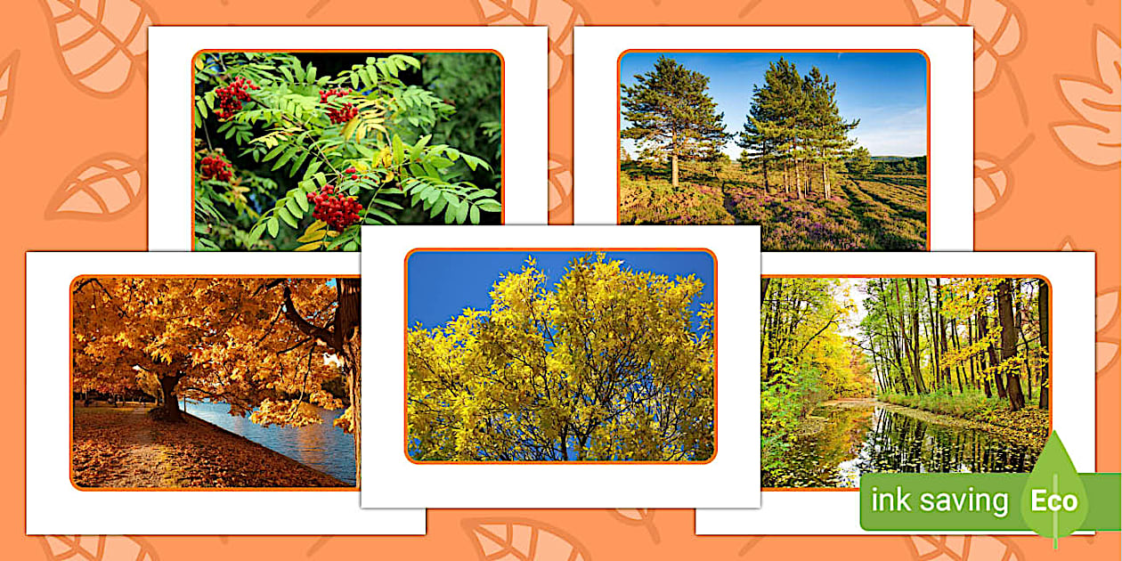 Autumn Trees Display Photos | Twinkl (teacher made) - Twinkl