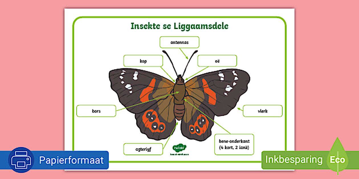Liggaamsdele van 'n Insek Plakkaat - Twinkl