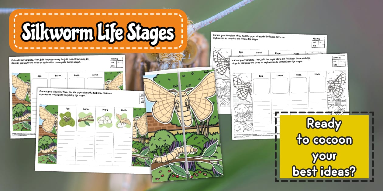Silkworm Folding Life Stages Template