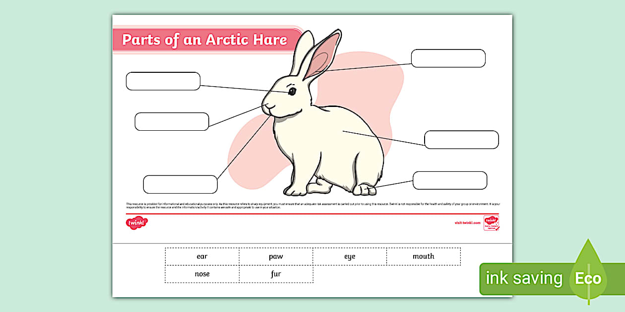 Parts of an Arctic Hare Labelling Activity (teacher made)