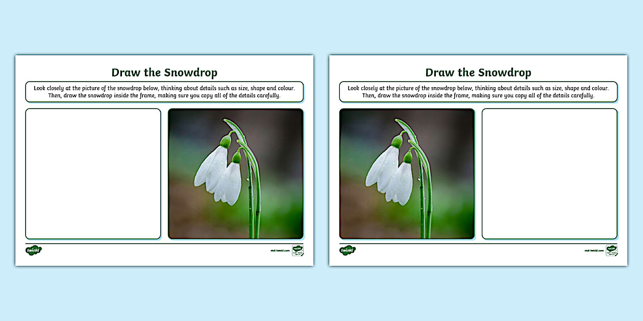 Draw the Snowdrop Worksheet (teacher made) - Twinkl