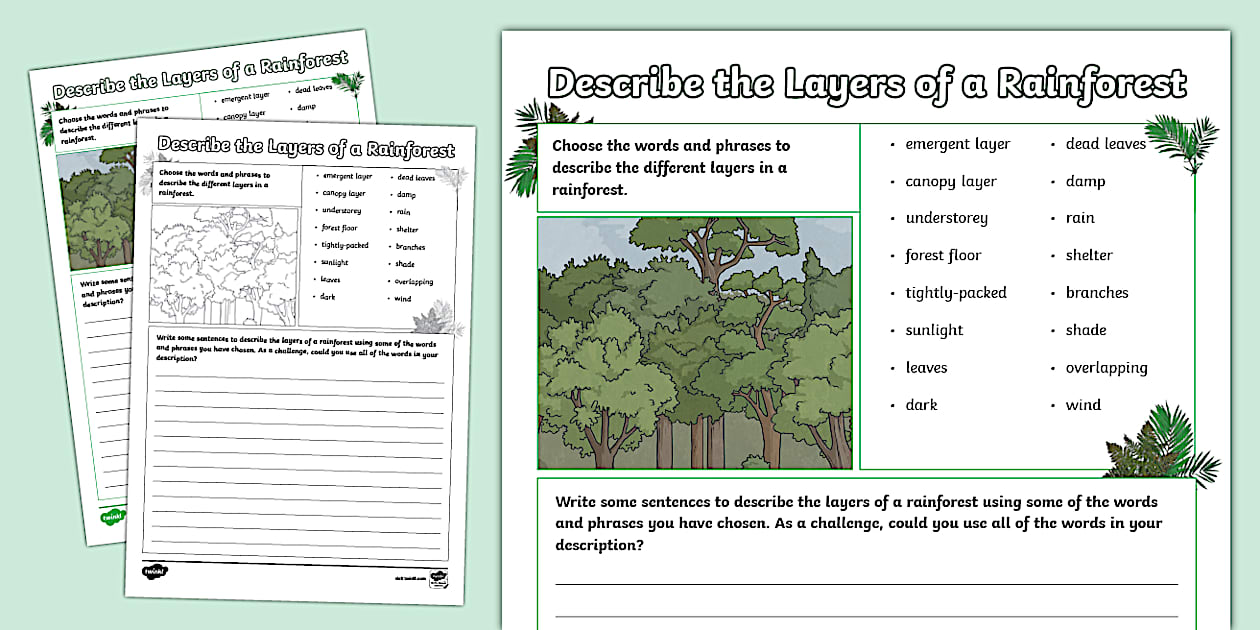 Describe the Layers of a Rainforest Worksheet (teacher made)