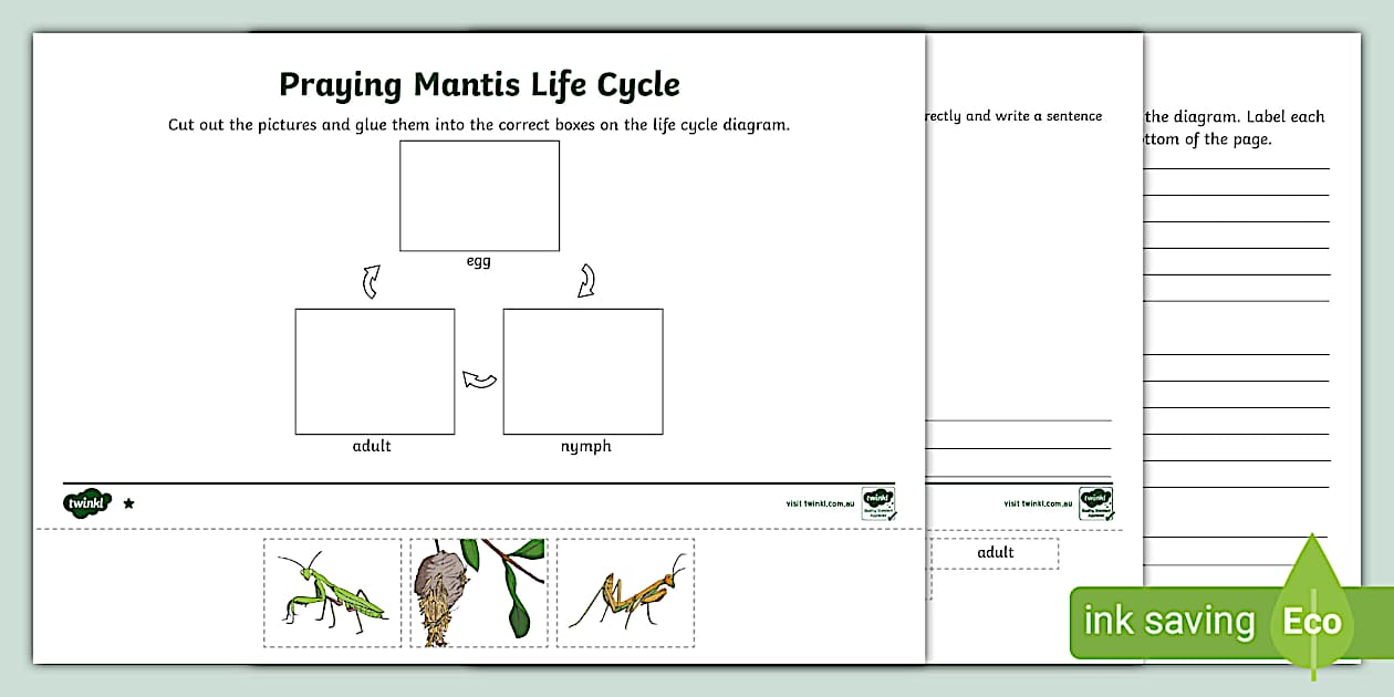 Praying Mantis Life Cycle Differentiated Activity Sheet