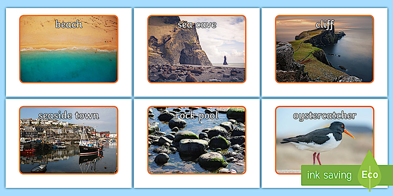 Beach Habitat Display Photos (teacher made) - Twinkl