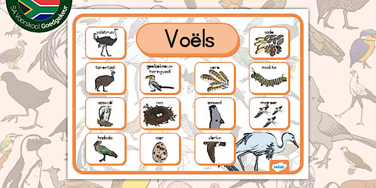 Voëls: Kommunikasiemat (teacher made) - Twinkl
