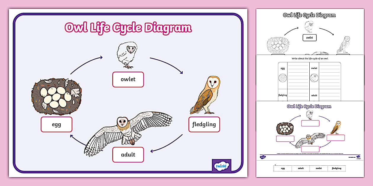 Life Cycle of an Owl Diagram Activity Pack - Twinkl