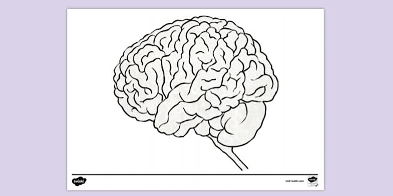 Brain Outline Colouring Sheet | Colouring Sheets - Twinkl