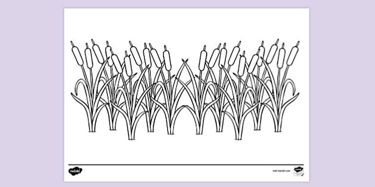 Bulrushes Colouring | Colouring Sheet