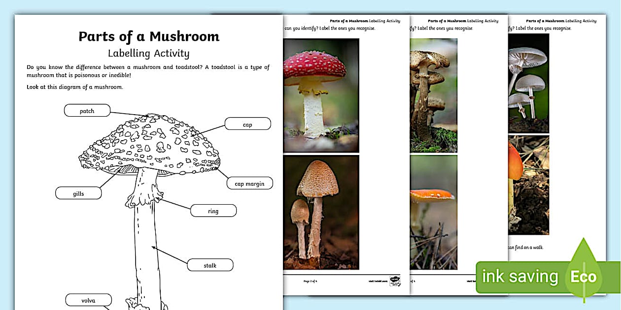 Fungi Diagram: Labelling Activity for Kids! (teacher made)