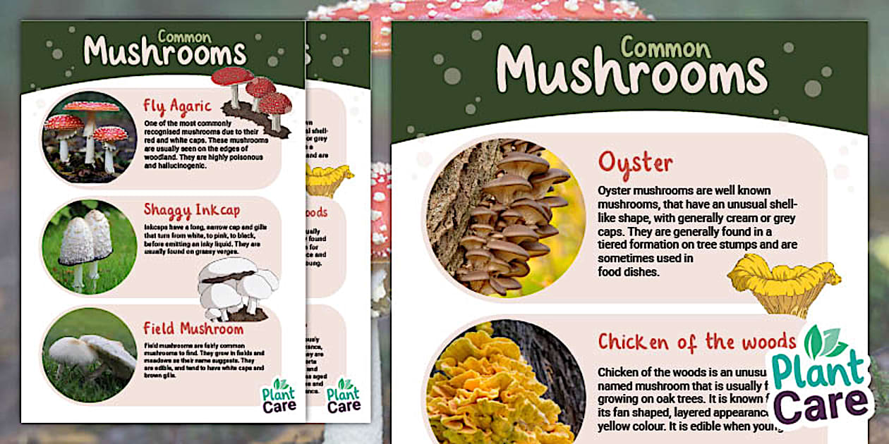 KS1 Learning about Mushrooms Fact File | Autumn Plantcare