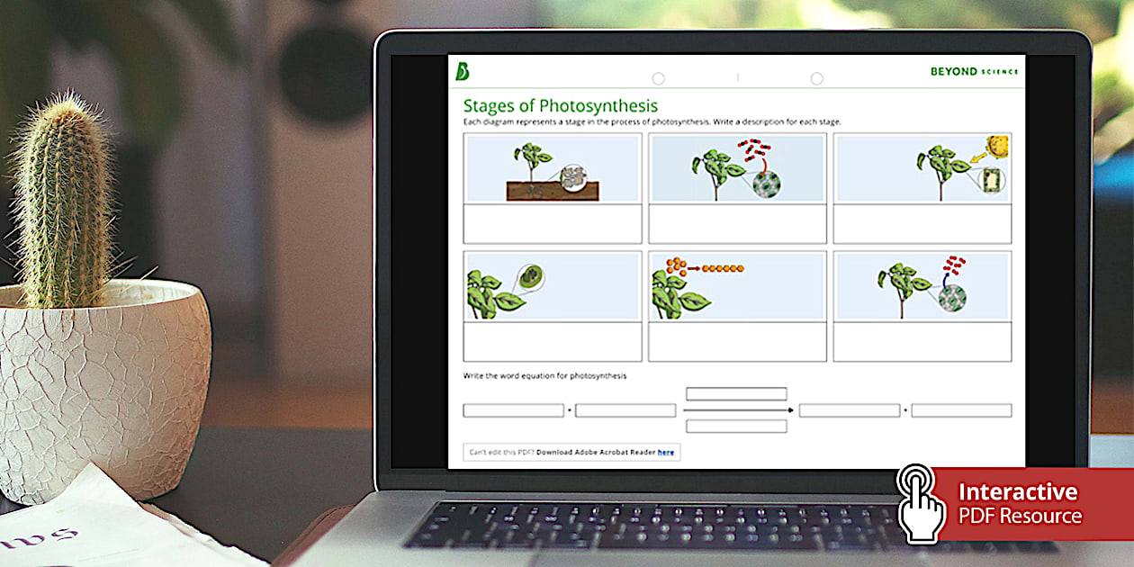 Photosynthesis Comic Strip - Interactive (teacher made)