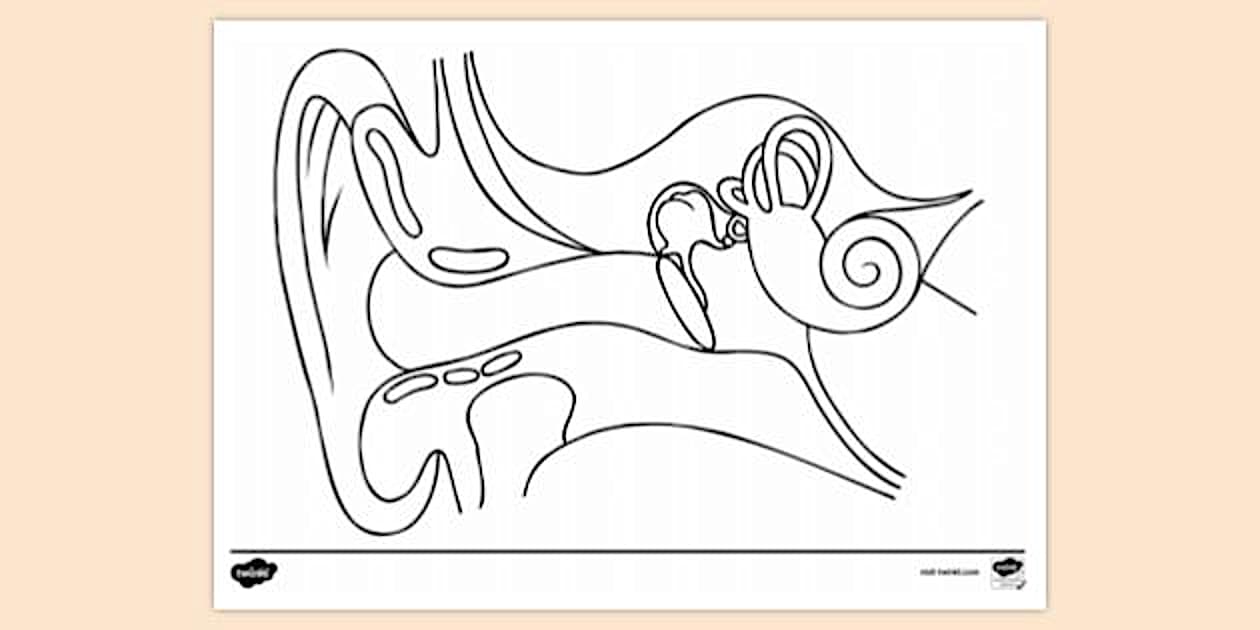 Detecting Sound Inner Ear Structure Colouring Sheet - Twinkl