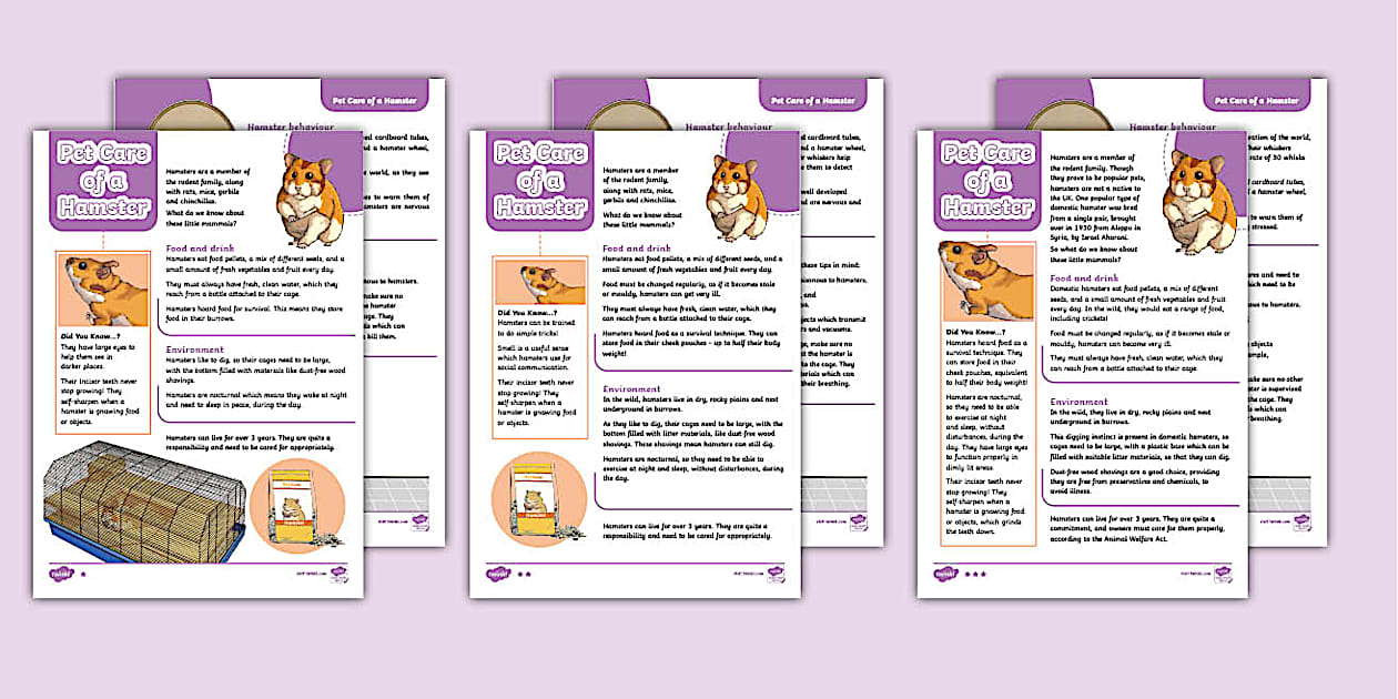 KS2 Pet Care of a Hamster Differentiated Reading Comprehension Activity