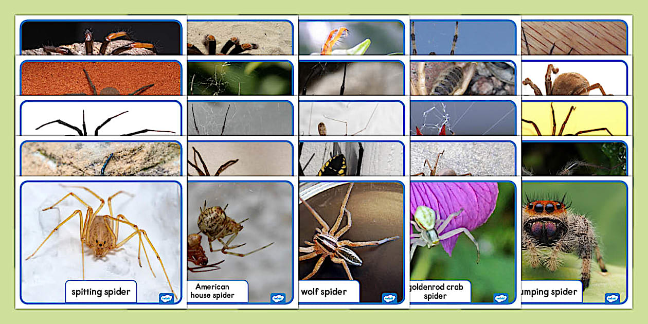 Types of Spiders Photo Posters (teacher made) - Twinkl