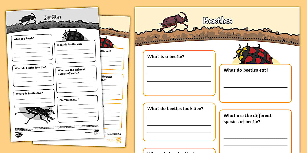 Beetle Fact File Template (l'enseignant a fait) - Twinkl