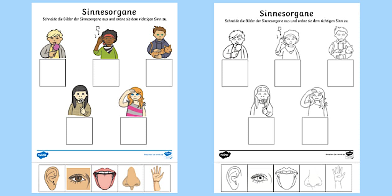 Sinnesorgane I Grundschule I Arbeitsblatt (teacher made)