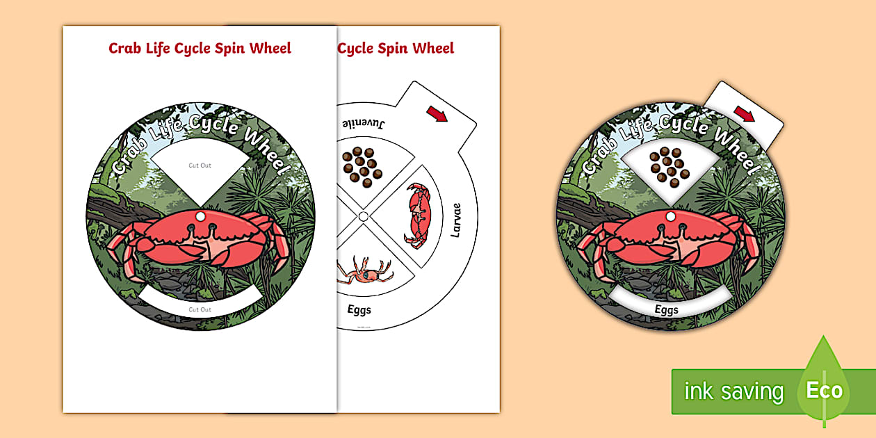 SA Crab Life Cycle Wheel Activity (teacher made) - Twinkl