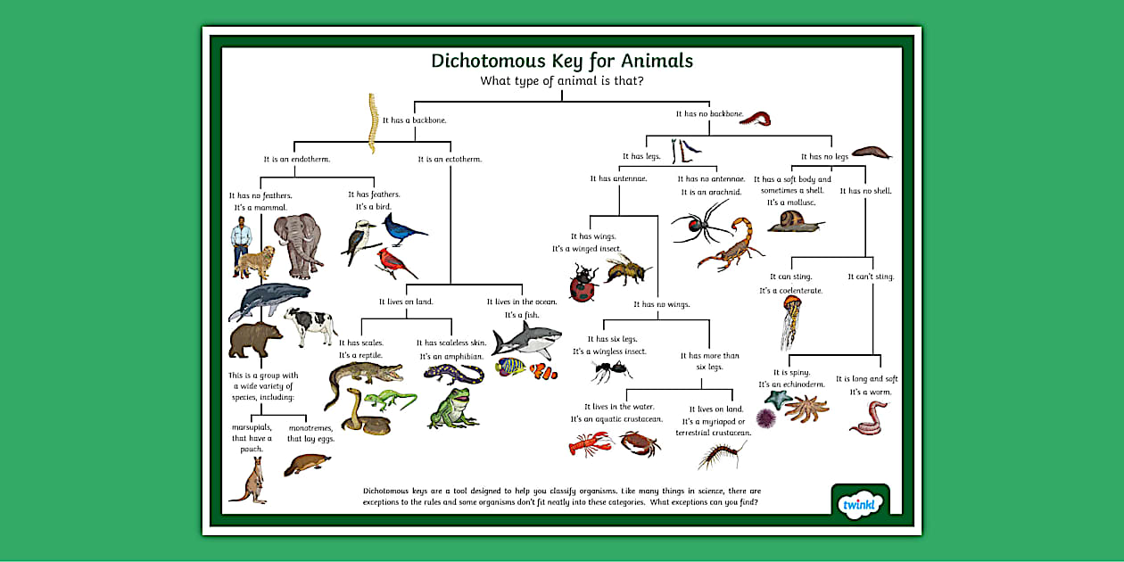 Animal Dichotomous Key | Biology | Twinkl Resources - Twinkl