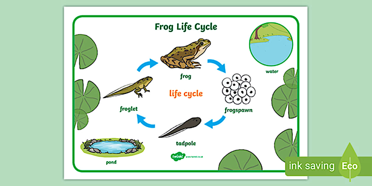 Editable Frog Life Cycle Word Mat (Minibeasts) - Twinkl