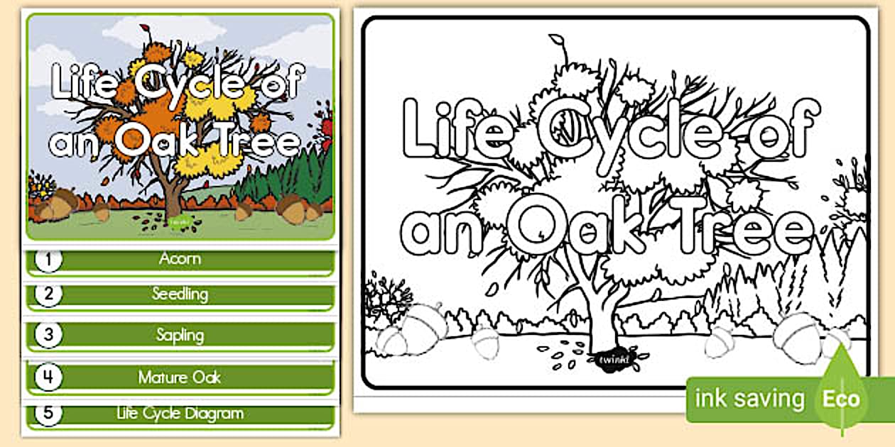 Life Cycle of an Oak Tree Flip Book | Twinkl USA - Twinkl