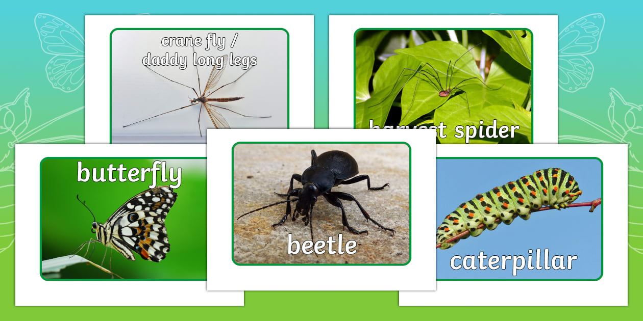 Minibeast Images - Twinkl Teaching Resource (teacher made)