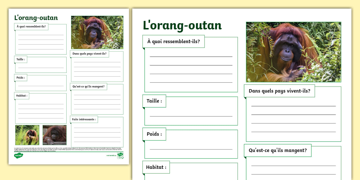 * NEW * Fiche d'informations : L'orang-outan (Teacher-Made)