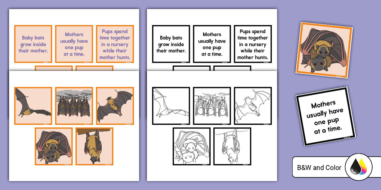 Life Cycle of a Bat Matching Cards for K-2nd Grade - Twinkl