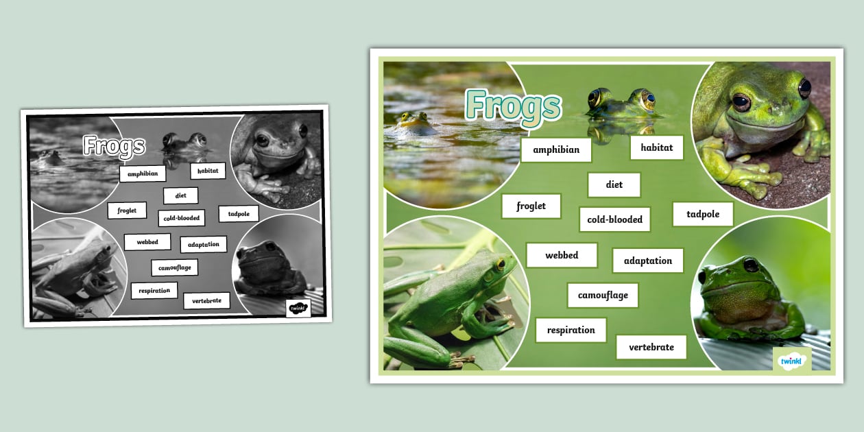 Frogs Photo Word Mat - Twinkl Word Mats