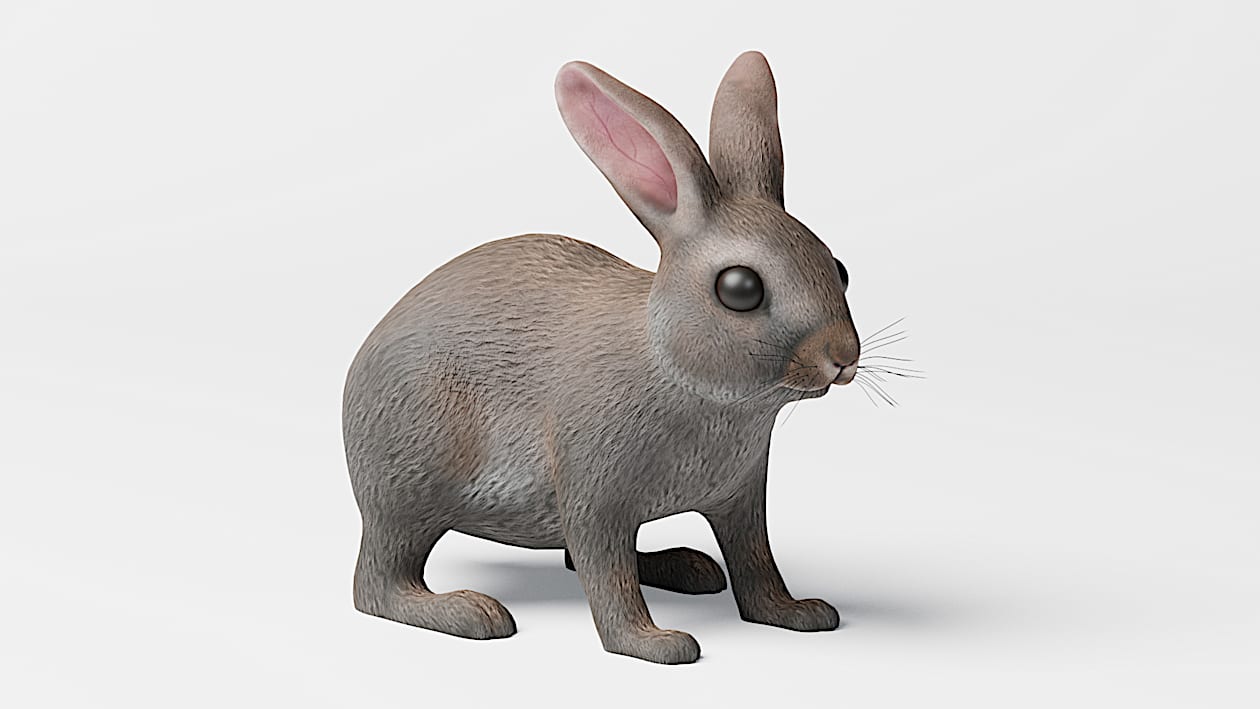 3D Model: Mammals - Rabbit (Teacher-Made) - Twinkl