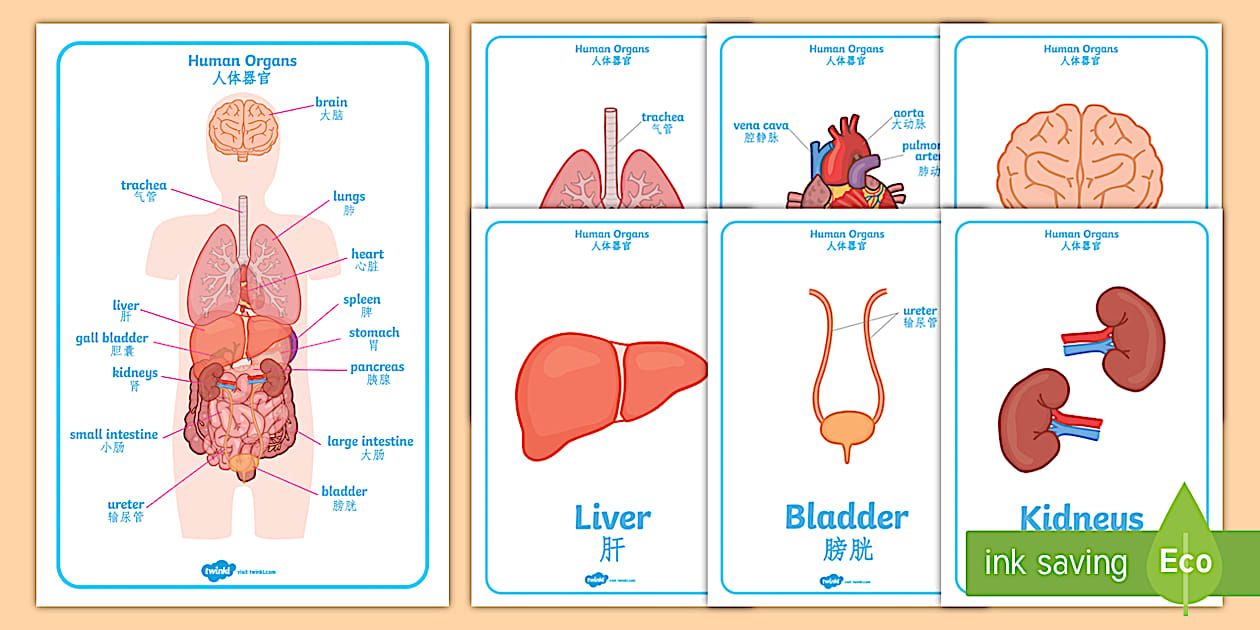 Human Body Organs Display Posters English/Mandarin Chinese