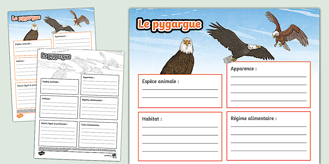 Fiche d'informations : Le pygargue