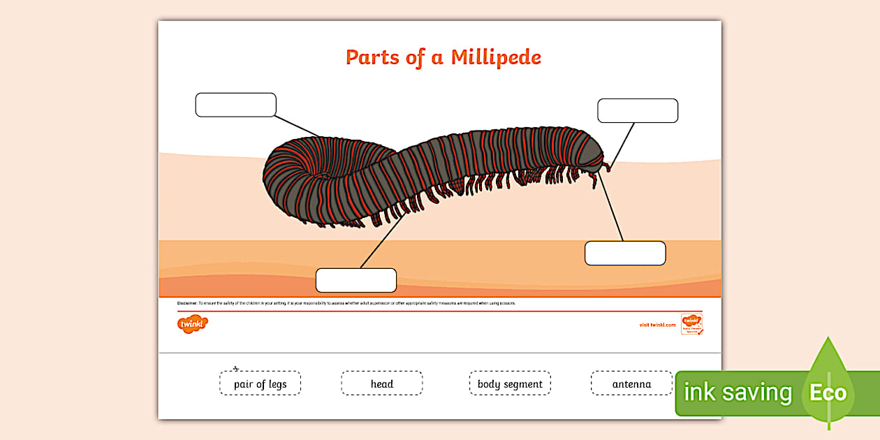 Parts of a Millipede Labelling Activity - KS1 - Twinkl